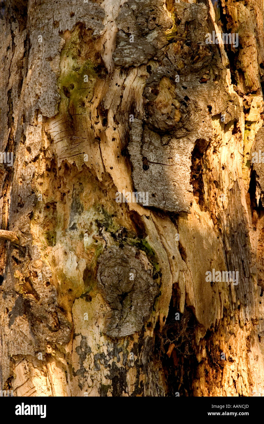 Worm eaten tree with bark and woodpecker holes taking at sunset Stock ...