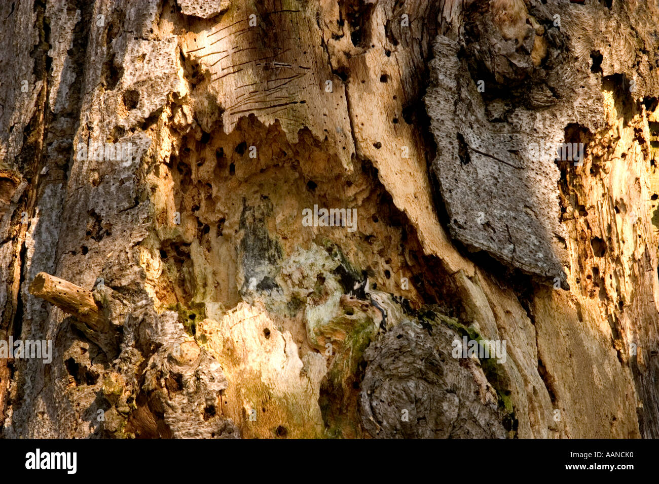 Worm eaten tree with bark and woodpecker holes Stock Photo - Alamy