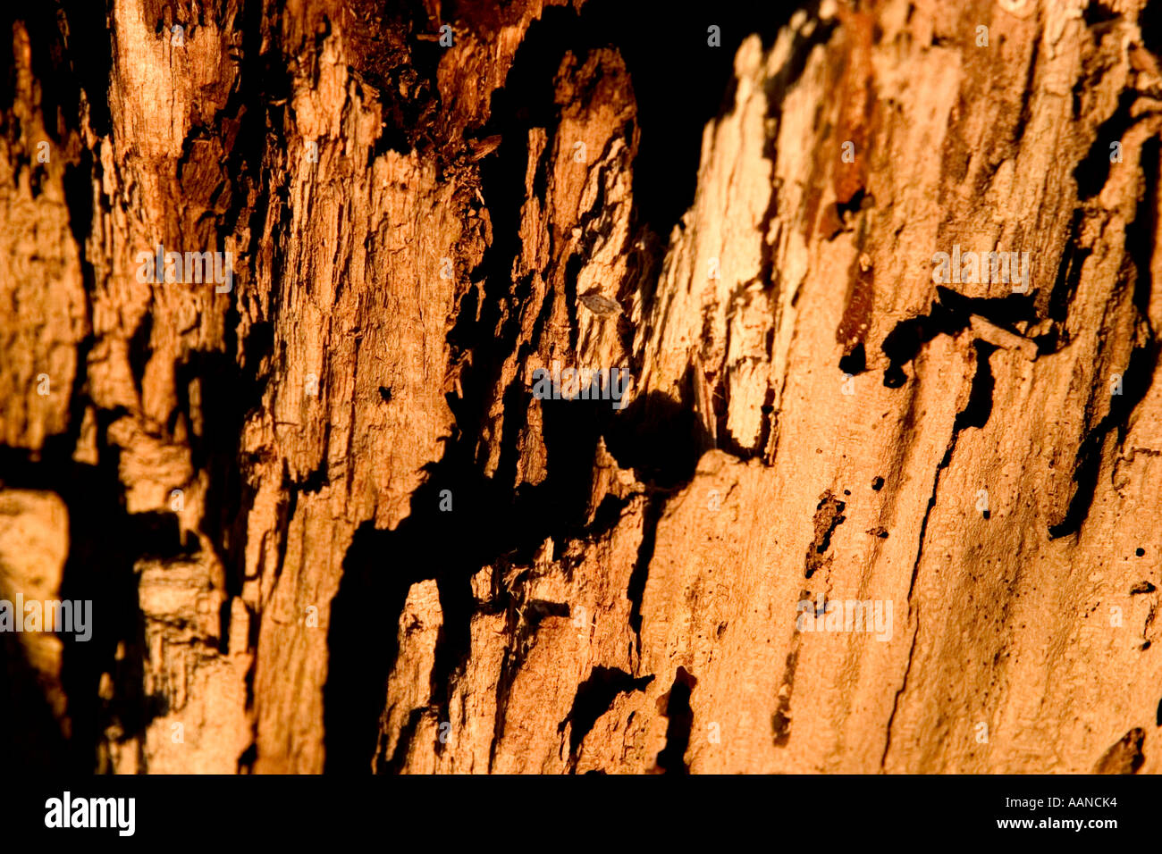 Worm eaten tree with bark and woodpecker holes taking at sunset Stock ...