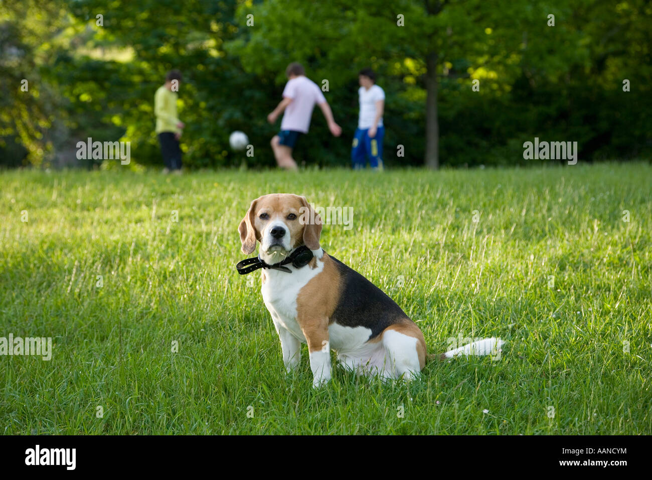 Beagle dog in park with owners playing Keepy Uppy in background Bristol ...