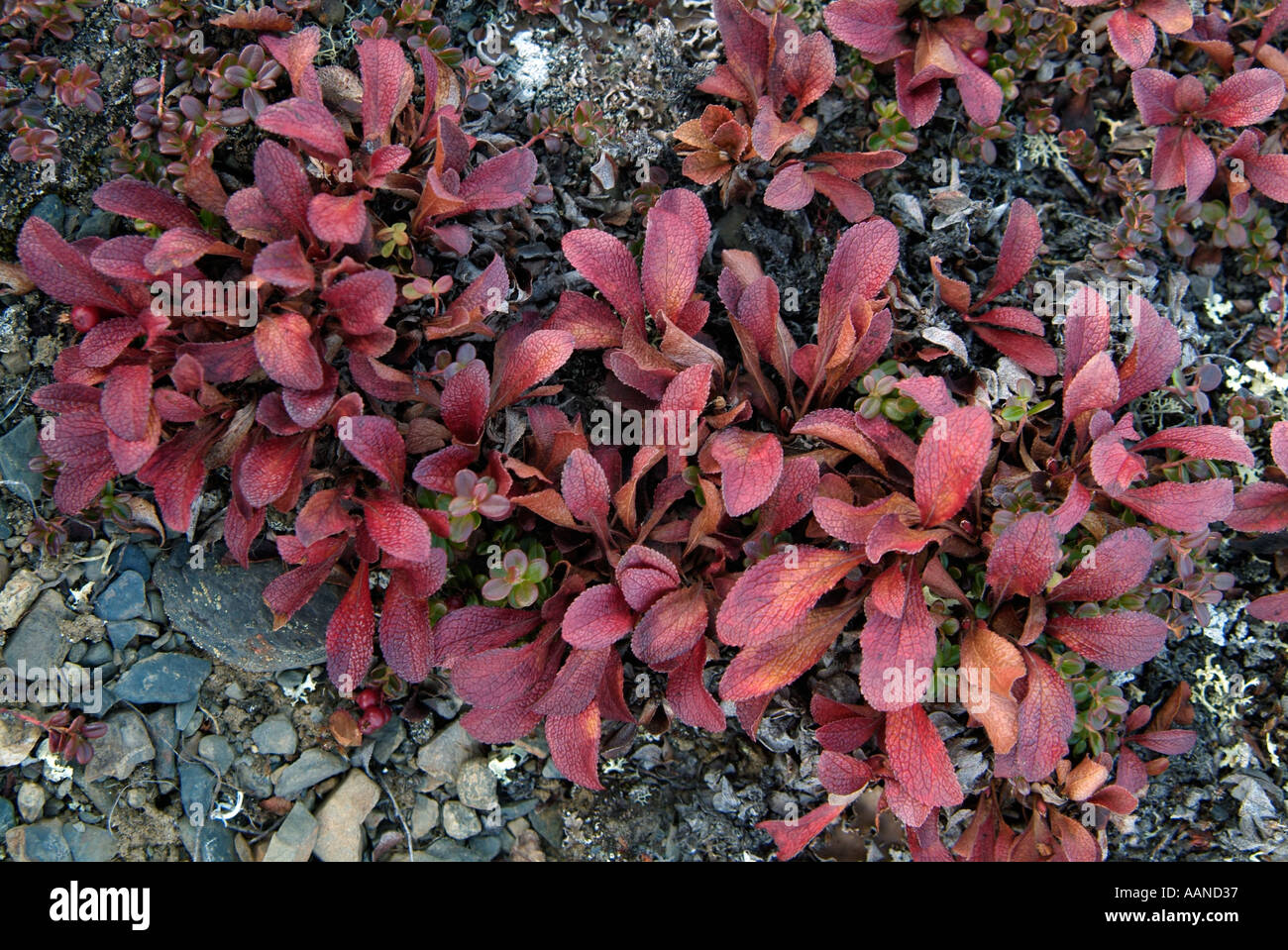 Red Bearberry (Arctostaphylos rubra) plants, Dempster Highway, Yukon ...