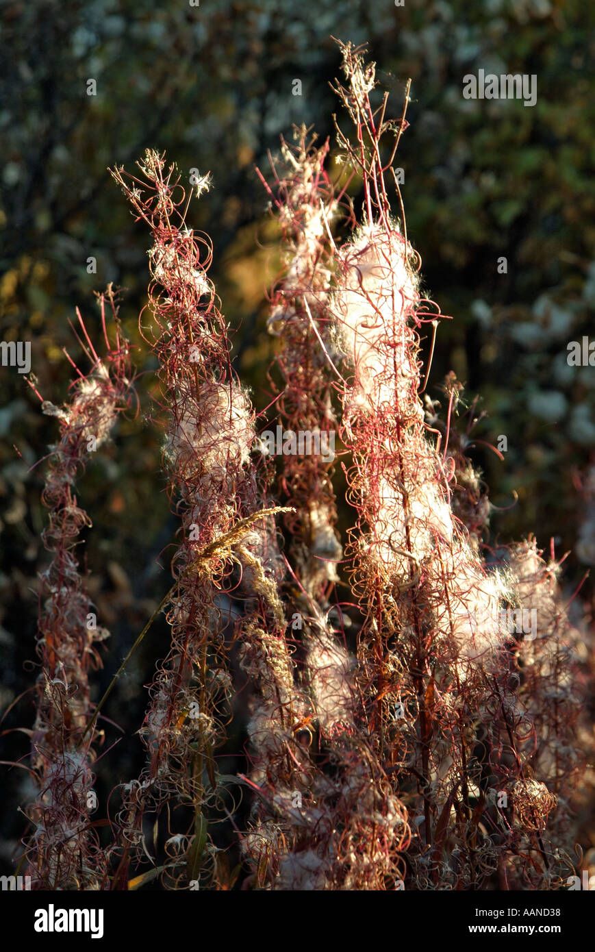Fireweed in seed, autumn, Dempster Highway, Yukon, Canada Stock Photo ...