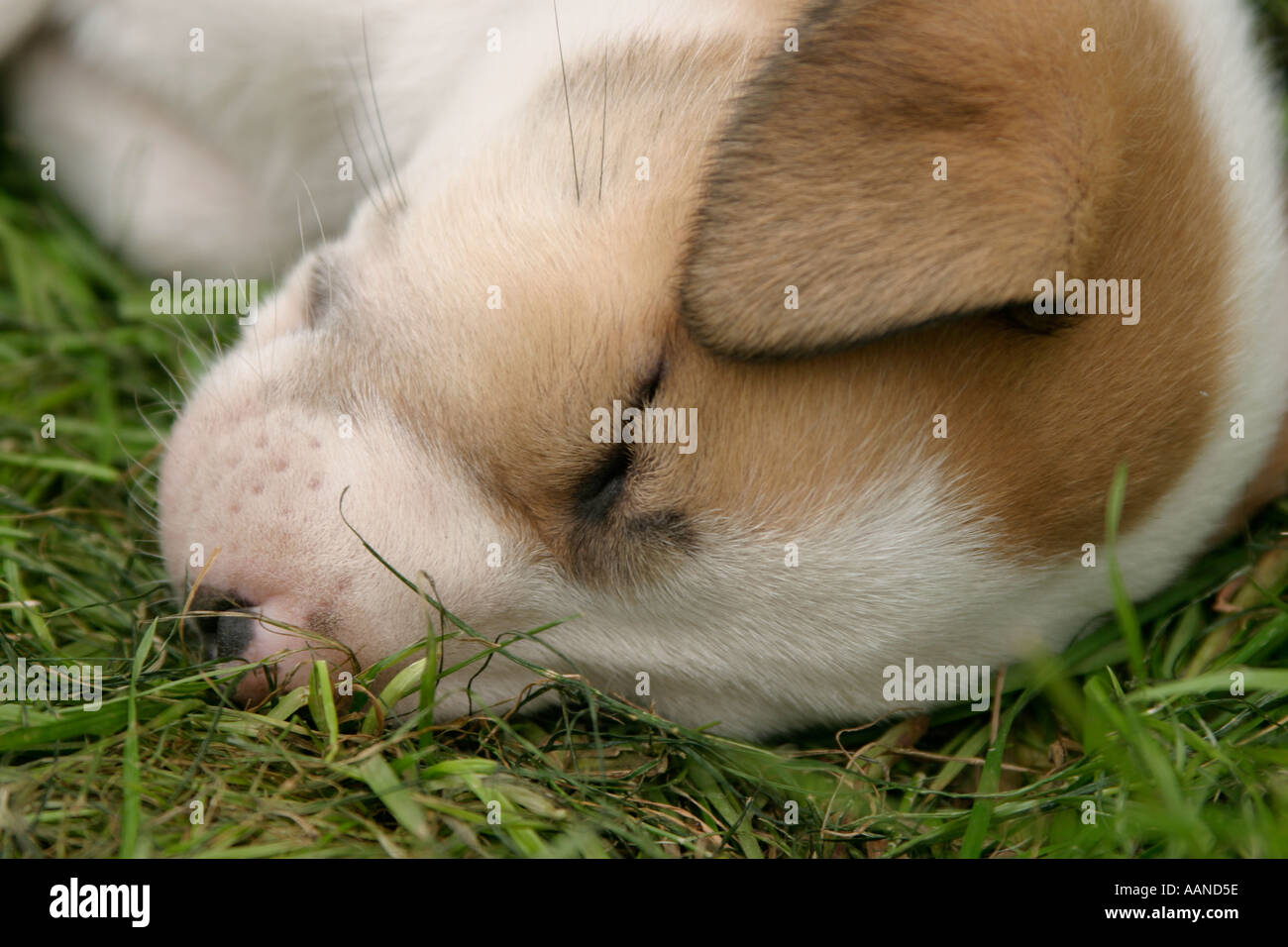 Sleepy pit bull hi-res stock photography and images - Alamy
