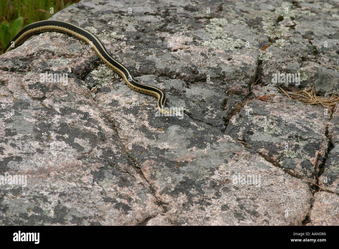 Snake on Rock Stock Photo - Alamy