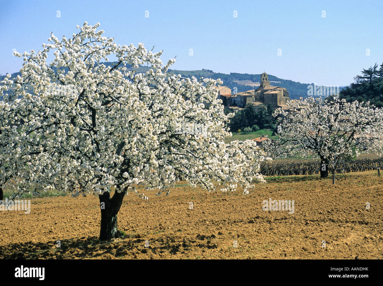 Cherry tree. South of France Stock Photo - Alamy