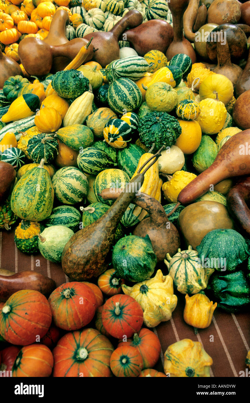 Gourds. South of France Stock Photo - Alamy