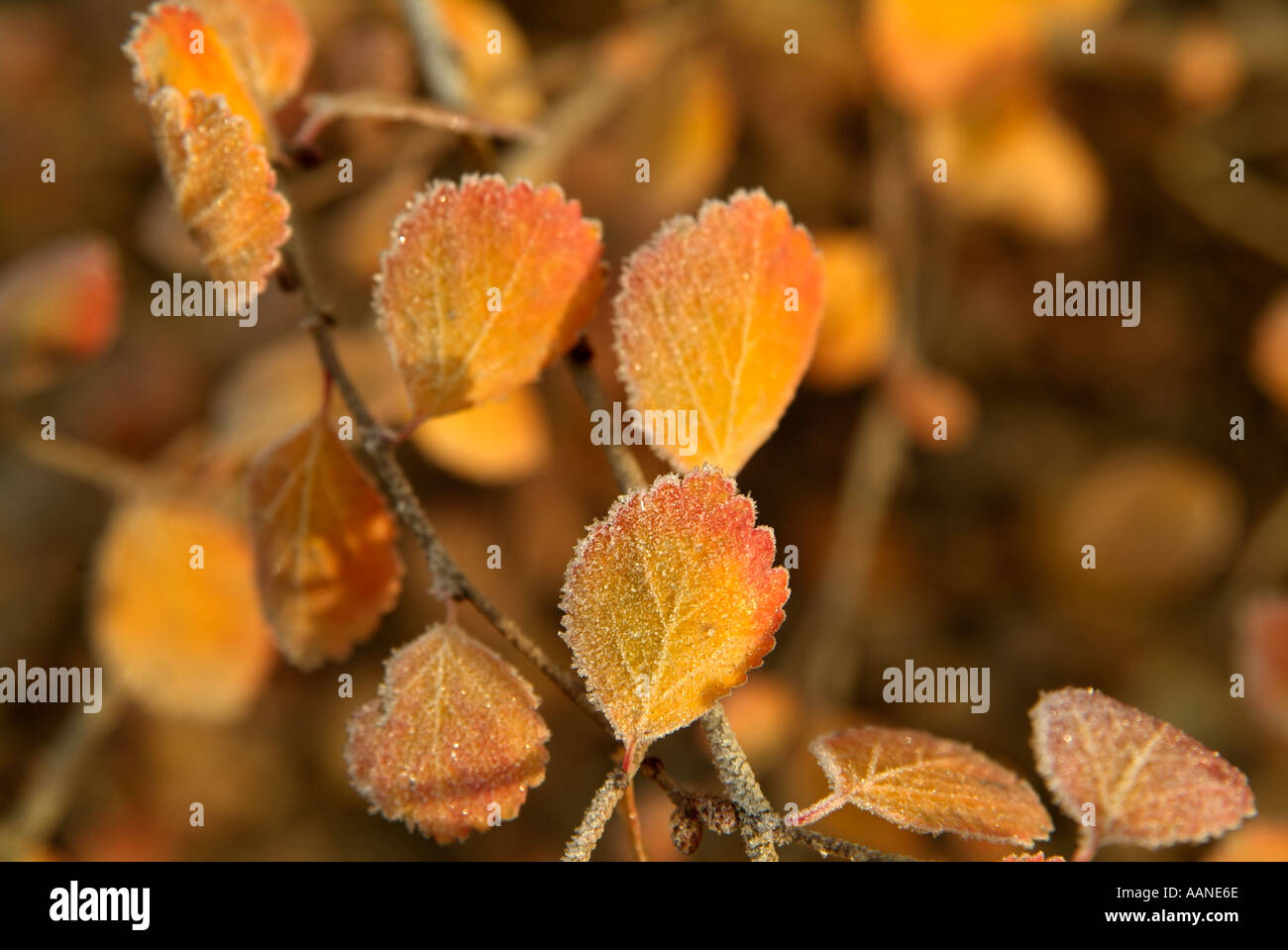 Dwarf or Scrub Birch (Betula glandulosa) frosty plants, Dempster ...