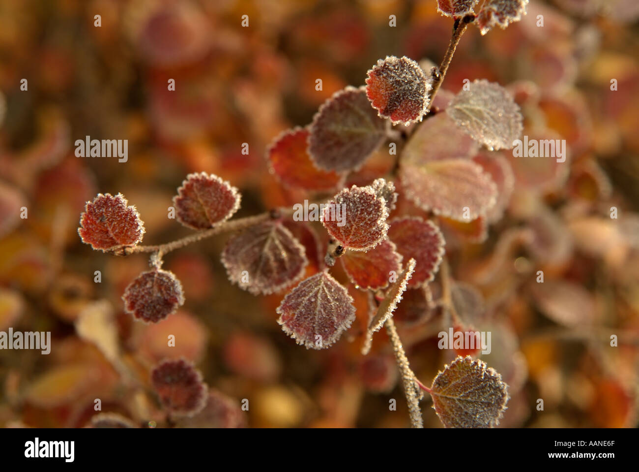 Dwarf or Scrub Birch (Betula glandulosa) frosty plants, Dempster ...