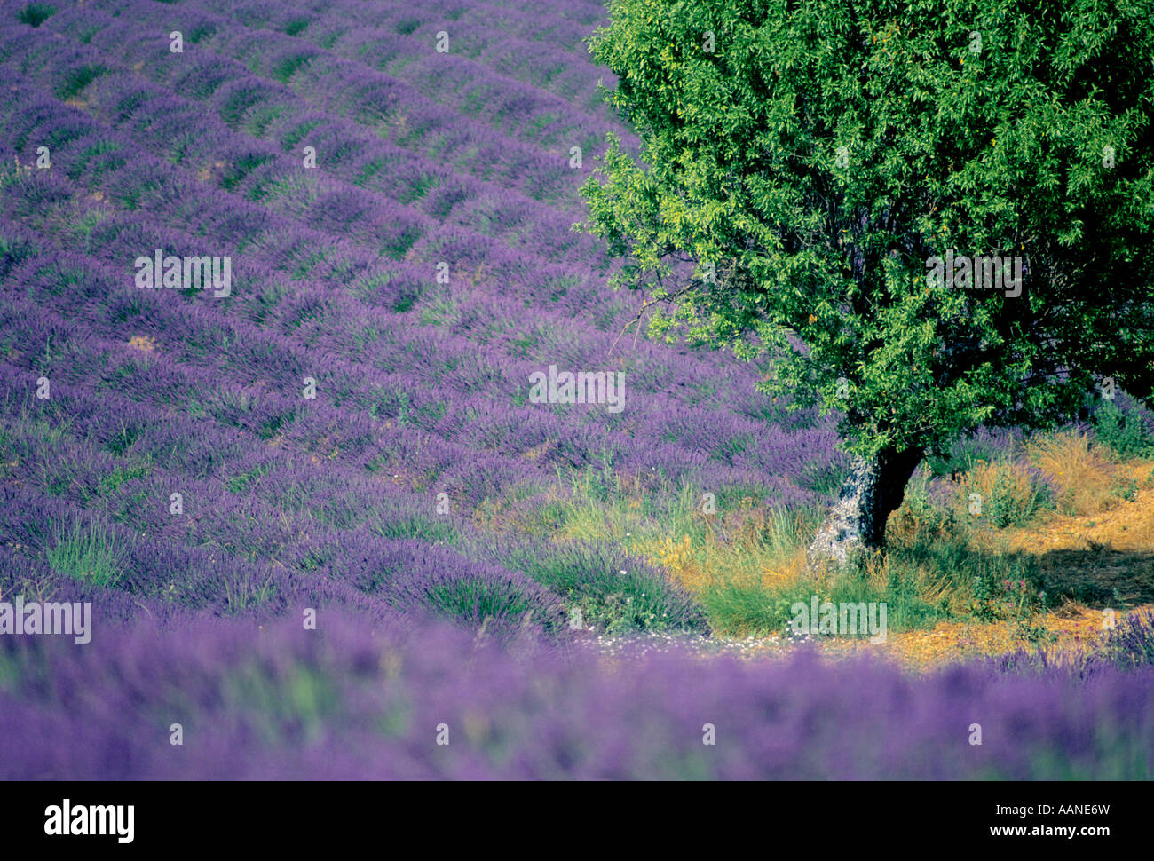 Lavender field provence hi-res stock photography and images - Alamy