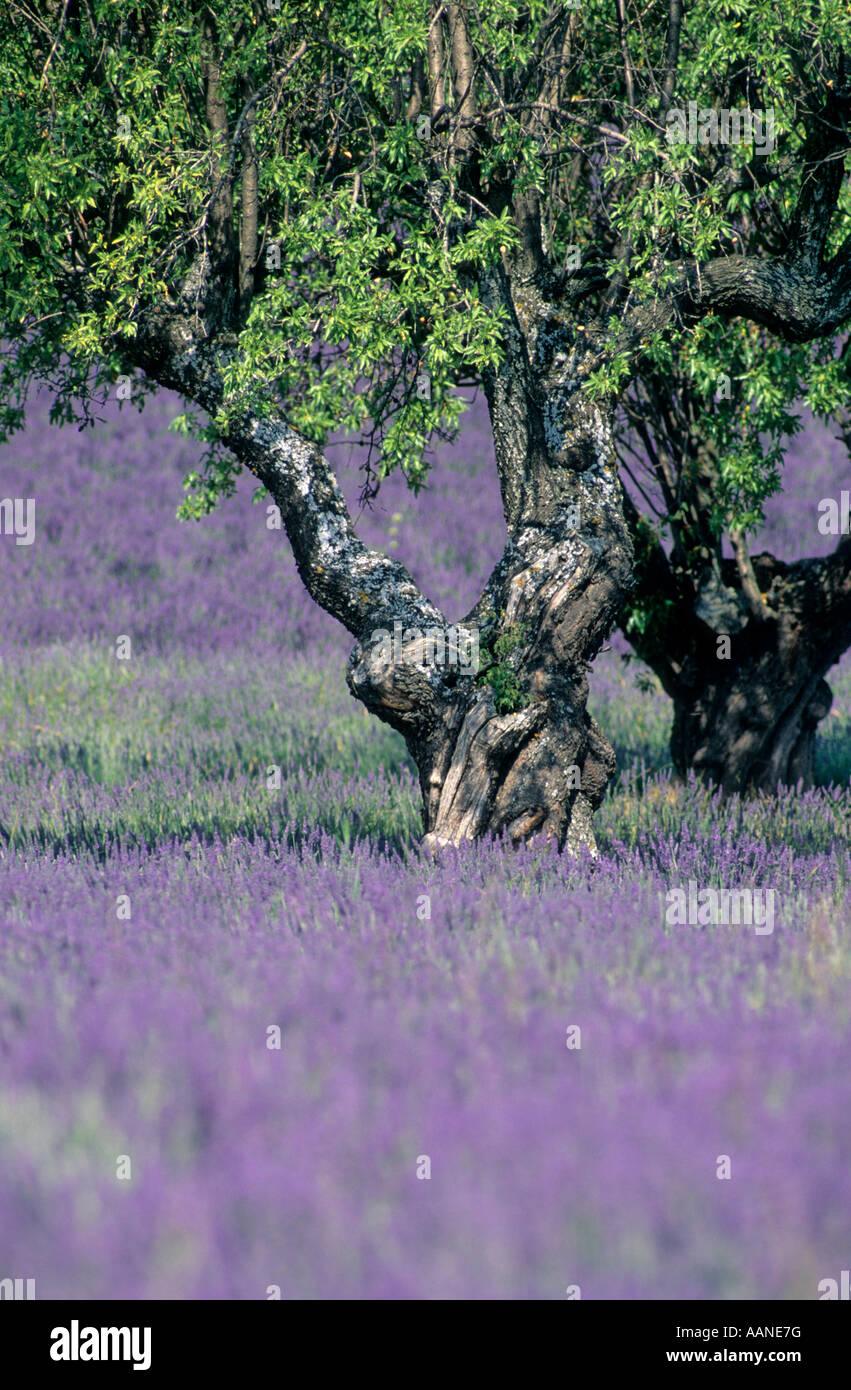 Tree and field of lavender. Provence.France Stock Photo - Alamy