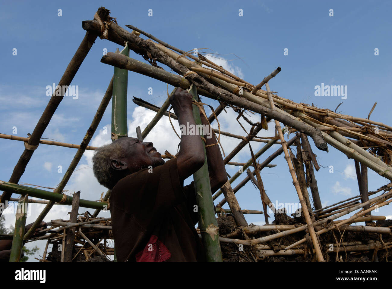 Displaced Congolese men set up a hut made of banana poles and mud in a ...