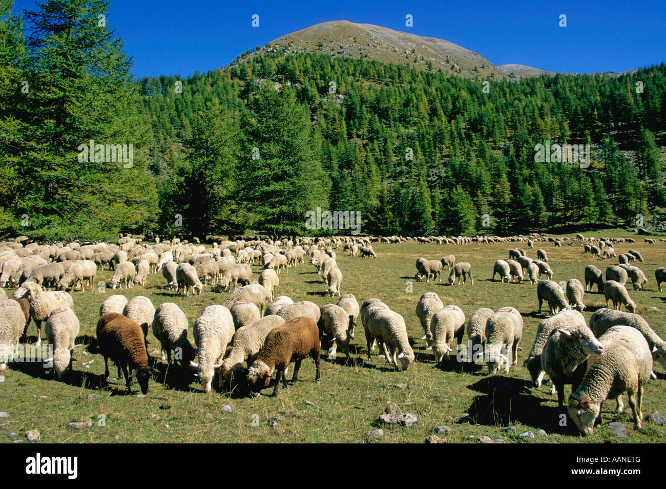 Sheep france lot hi-res stock photography and images - Alamy