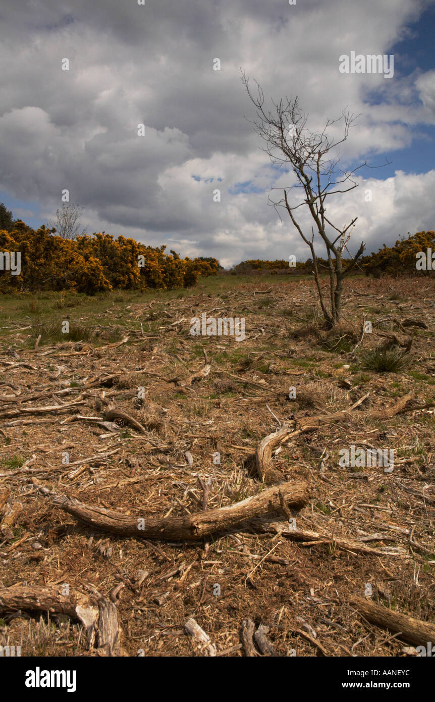 Broken tree sapling hi-res stock photography and images - Alamy