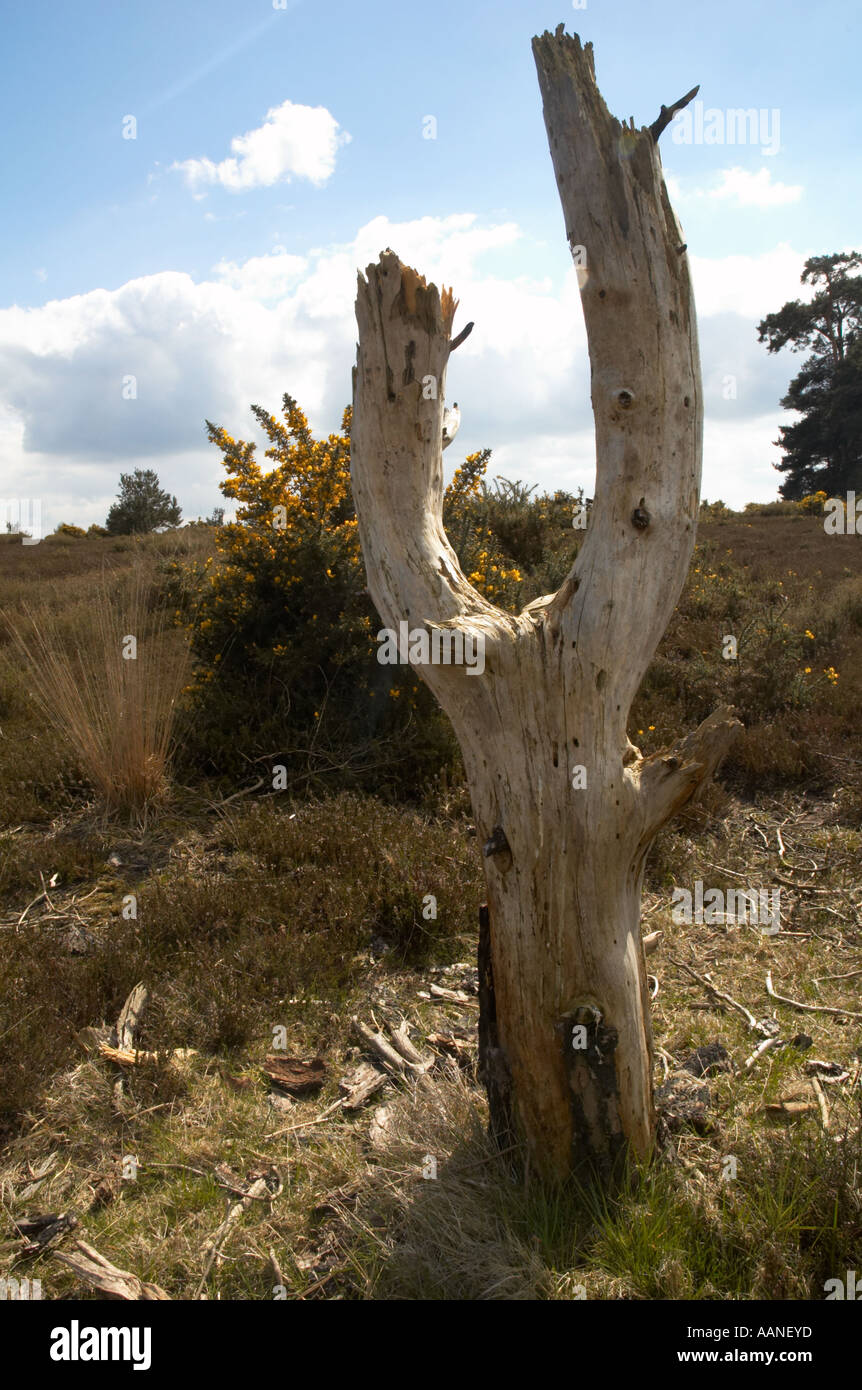 Dead heather plant hi-res stock photography and images - Alamy