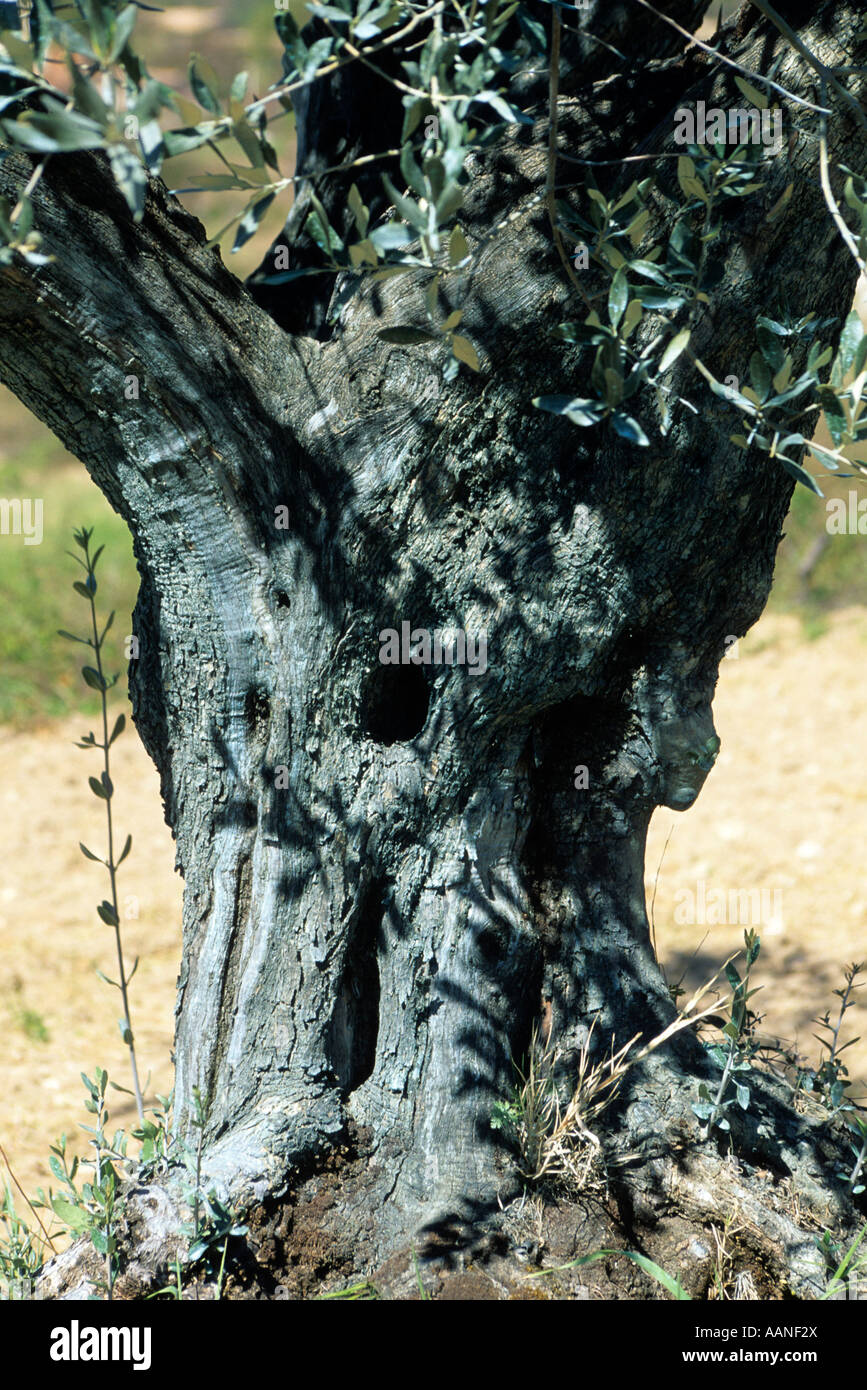 Olive trees in Provence, France, Europe Stock Photo - Alamy