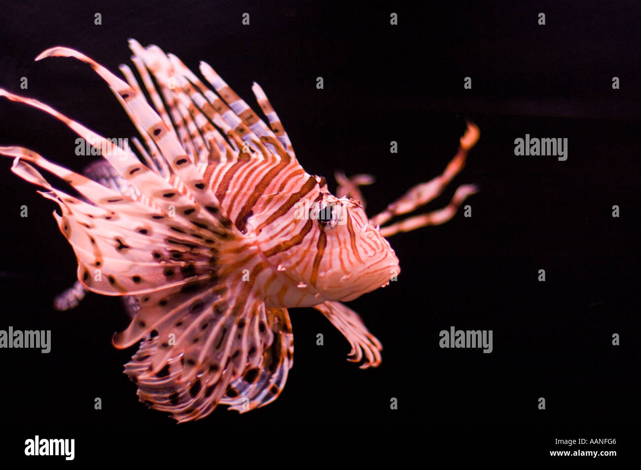 Black Lionfish