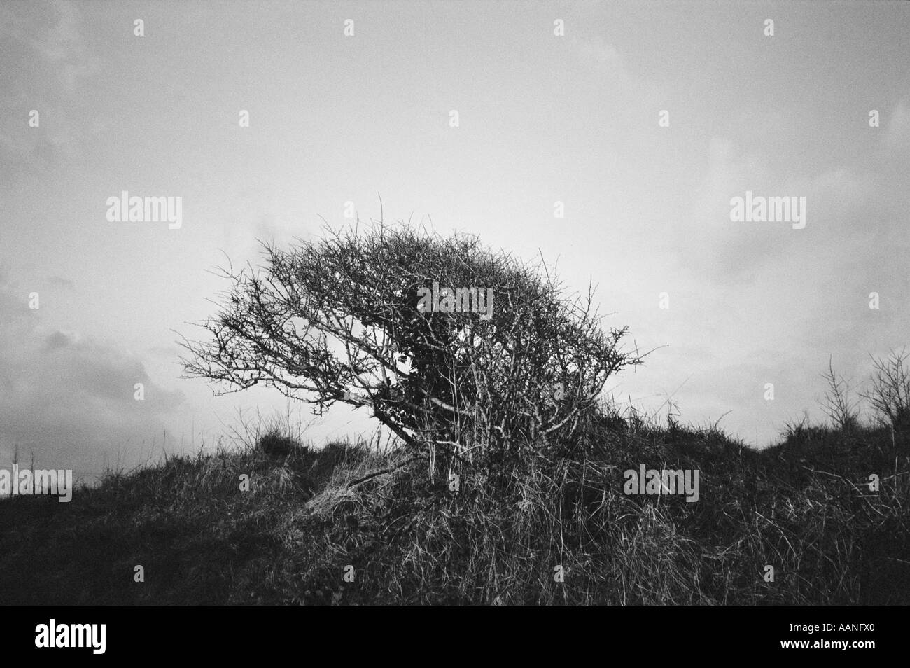 Very small tree Black and White Stock Photos & Images - Alamy