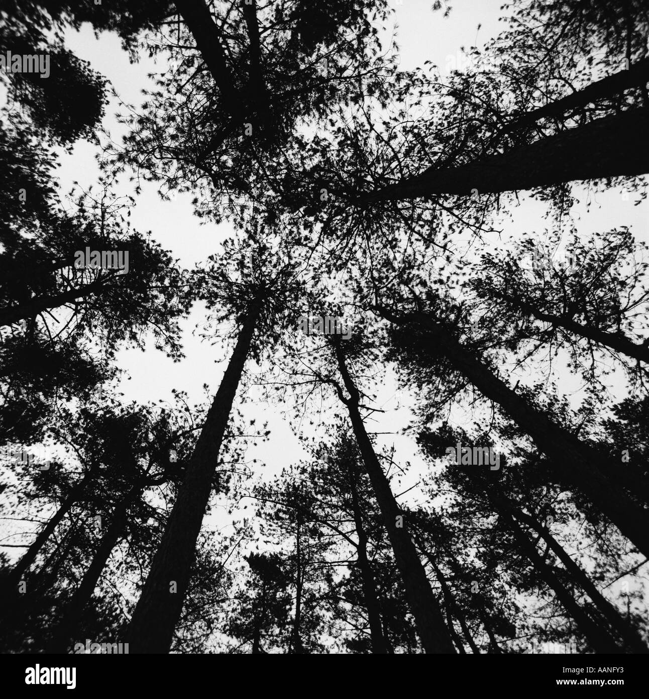 Trees treetops Black and White Stock Photos & Images - Alamy