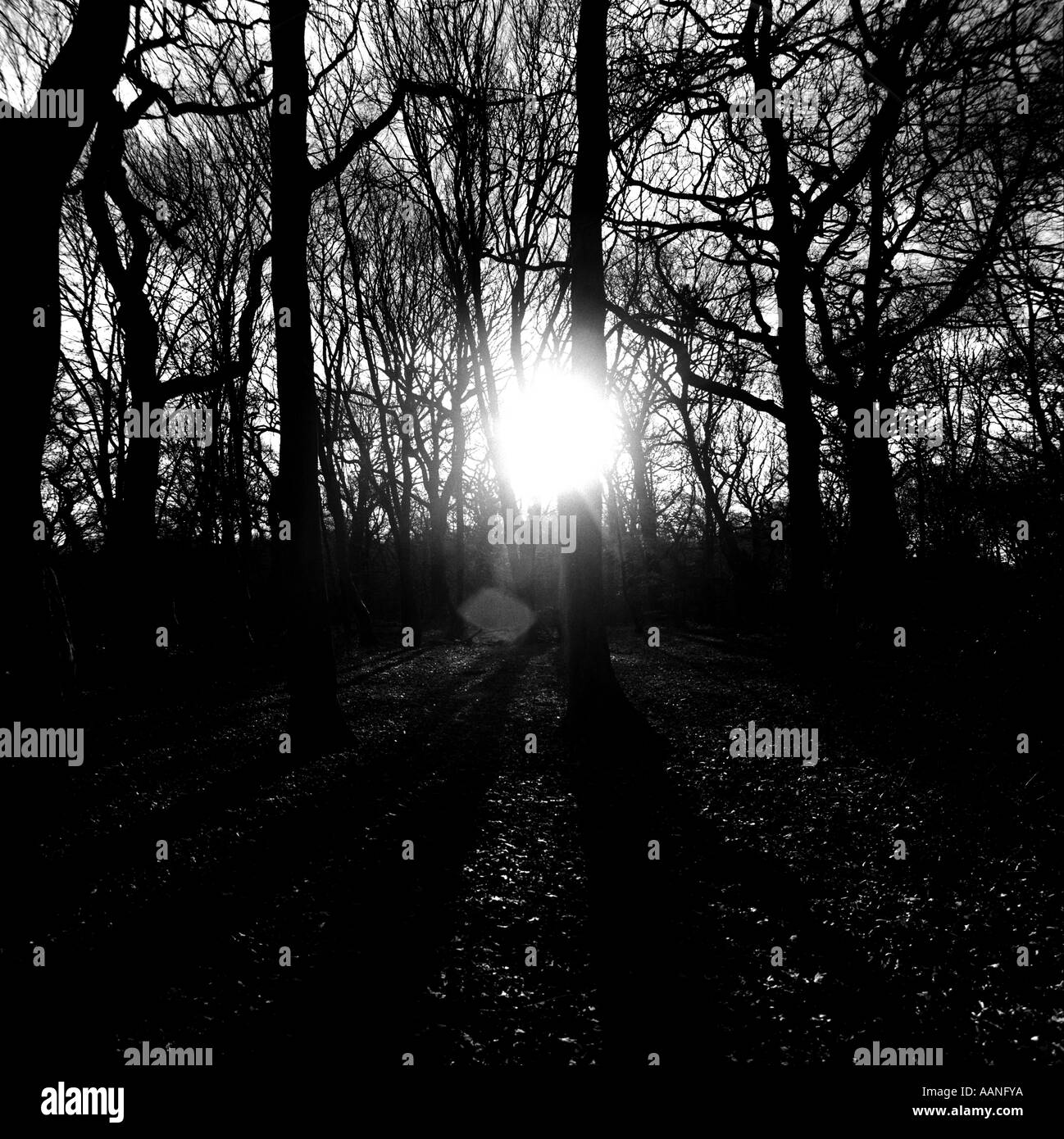 Highgate woods Black and White Stock Photos & Images - Alamy