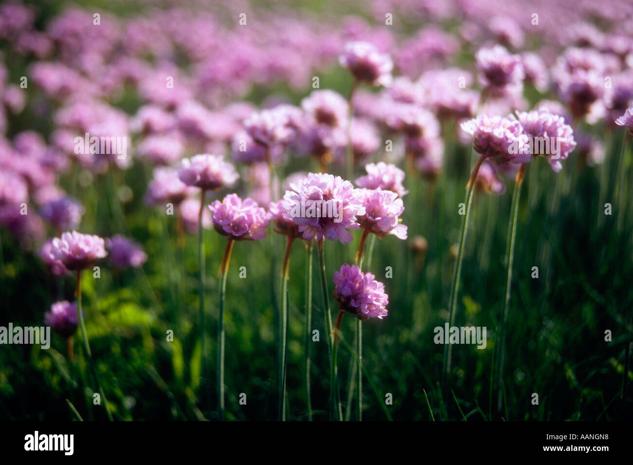 Sea Pink or Thrift or Ladies Cushion or Cliff Clover scientific name ...