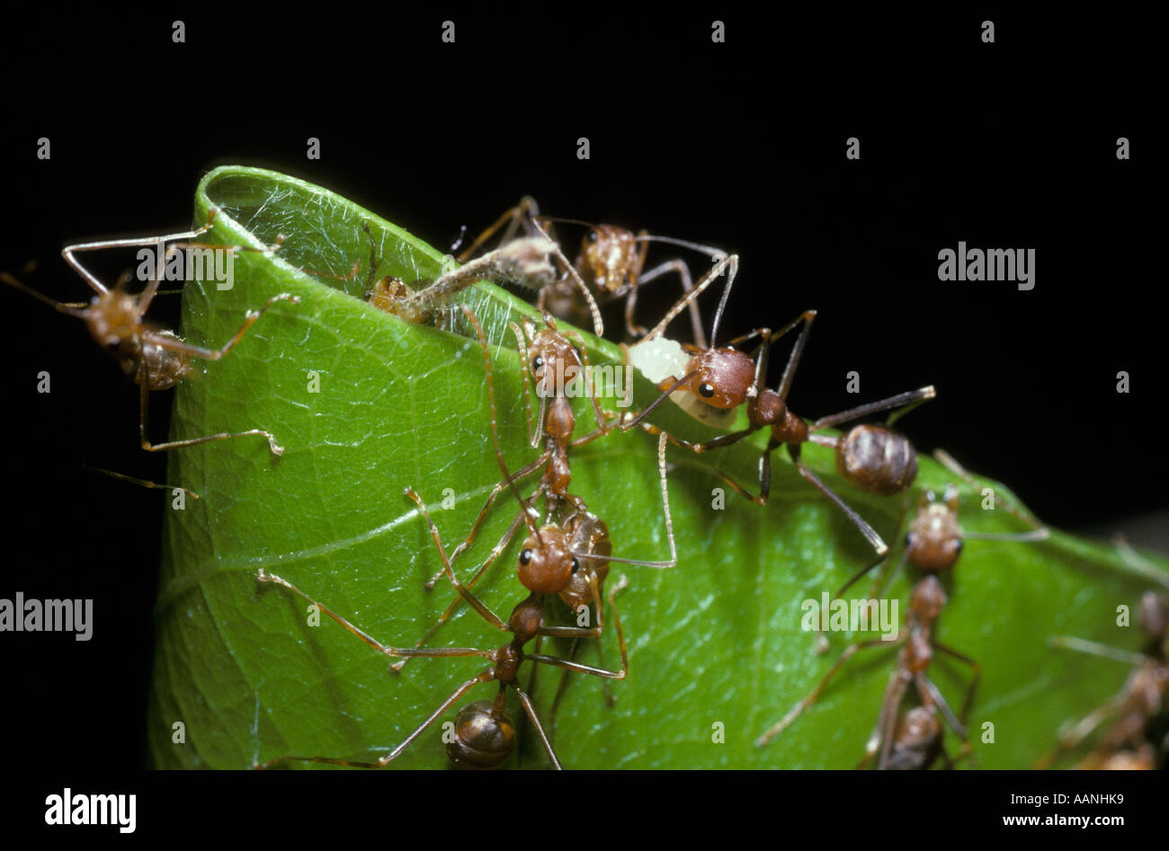 Weaver ants hi-res stock photography and images - Alamy