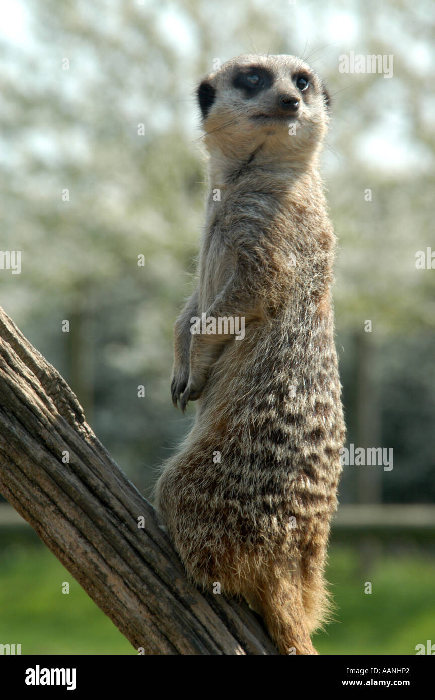On the lookout Stock Photo - Alamy
