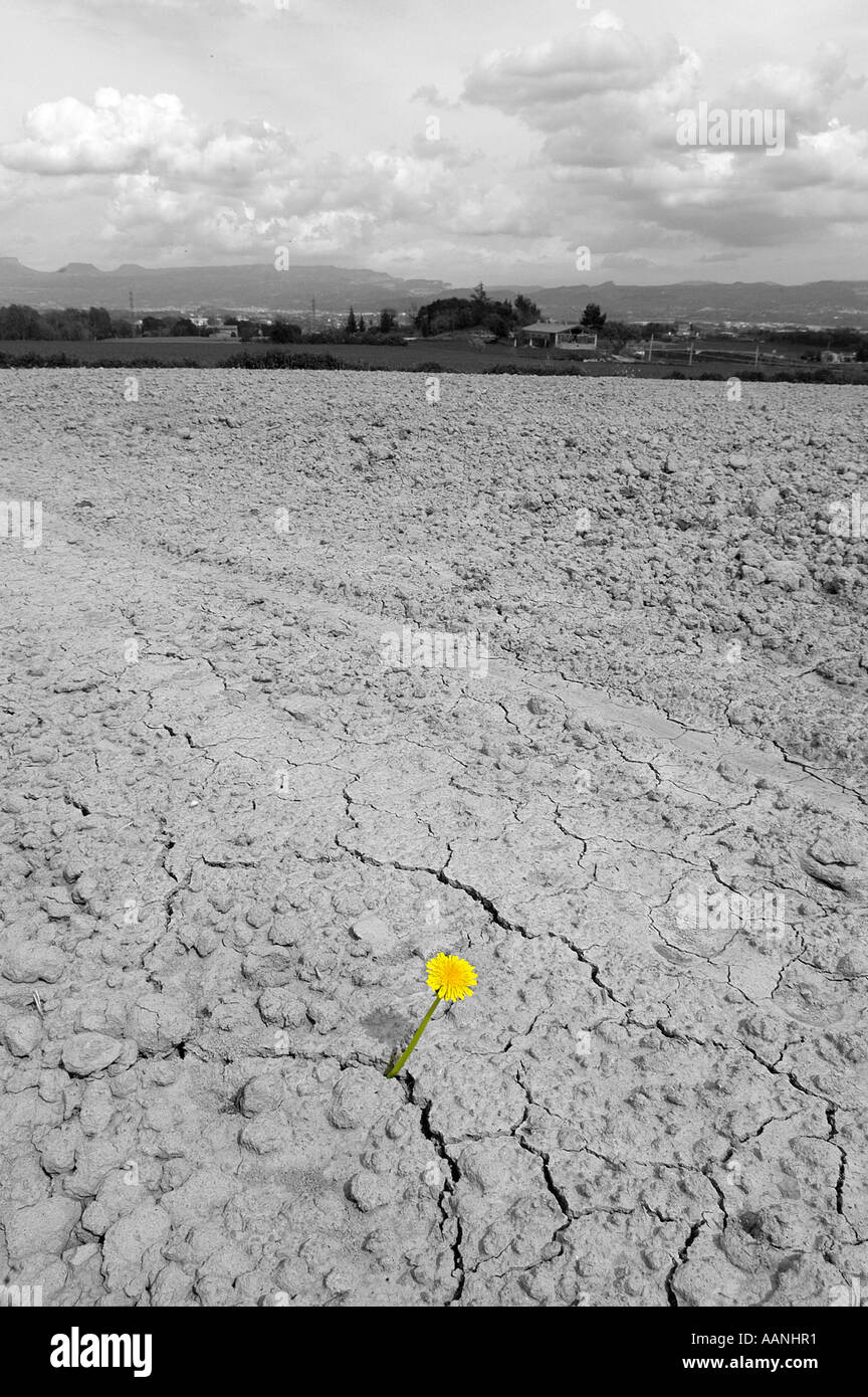 Yellow flower alone in a desertic black and white dry land Nano Calvo ...