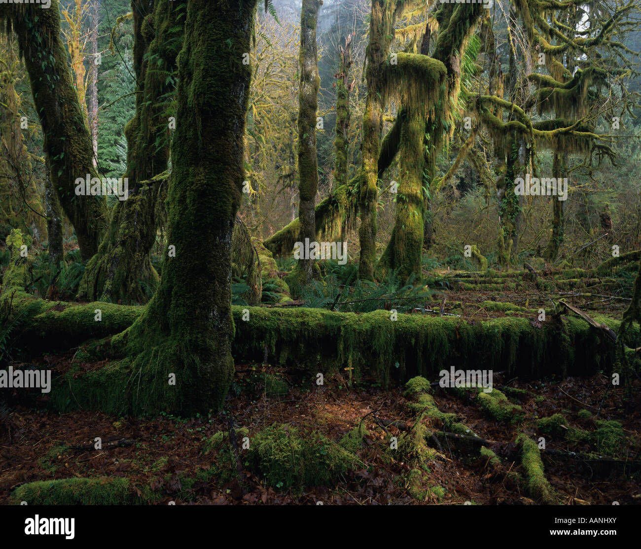 Olympic National Park Hoh Rain forest with moss laden trees Olympic ...