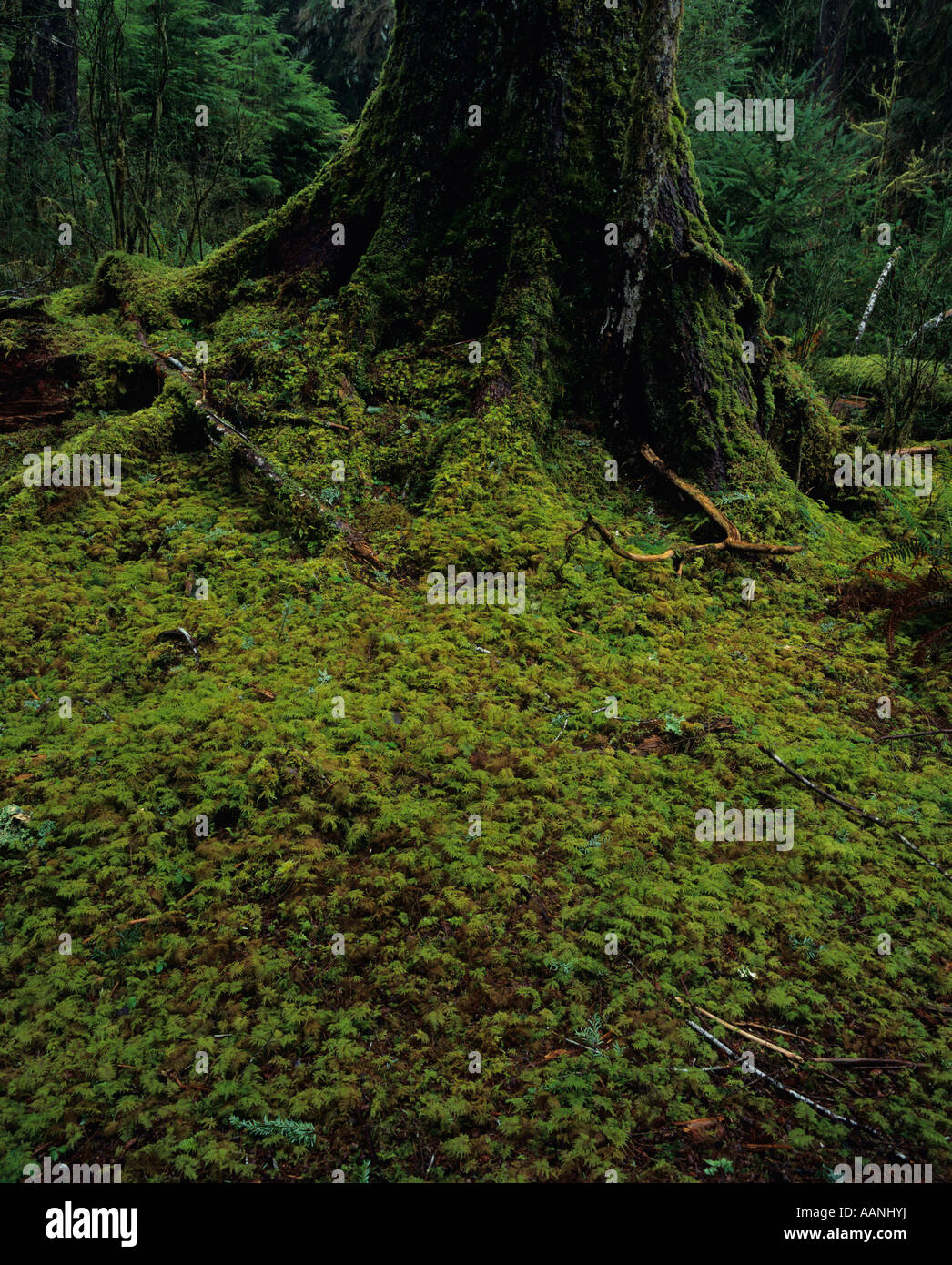 Hoh Rain forest with moss laden trees Olympic National Park on the ...