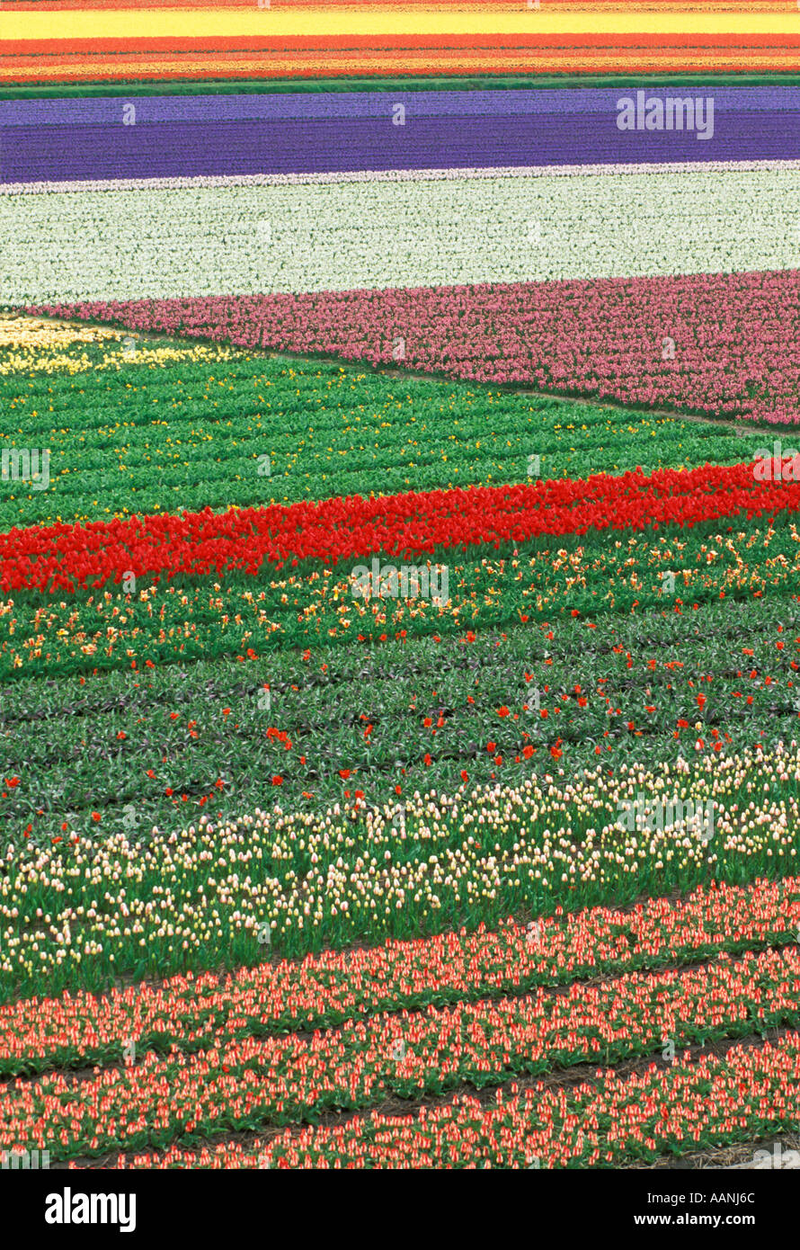 HOLLAND Lisse Kukenhof Gardens Aerial view of multi colored bulb fields ...