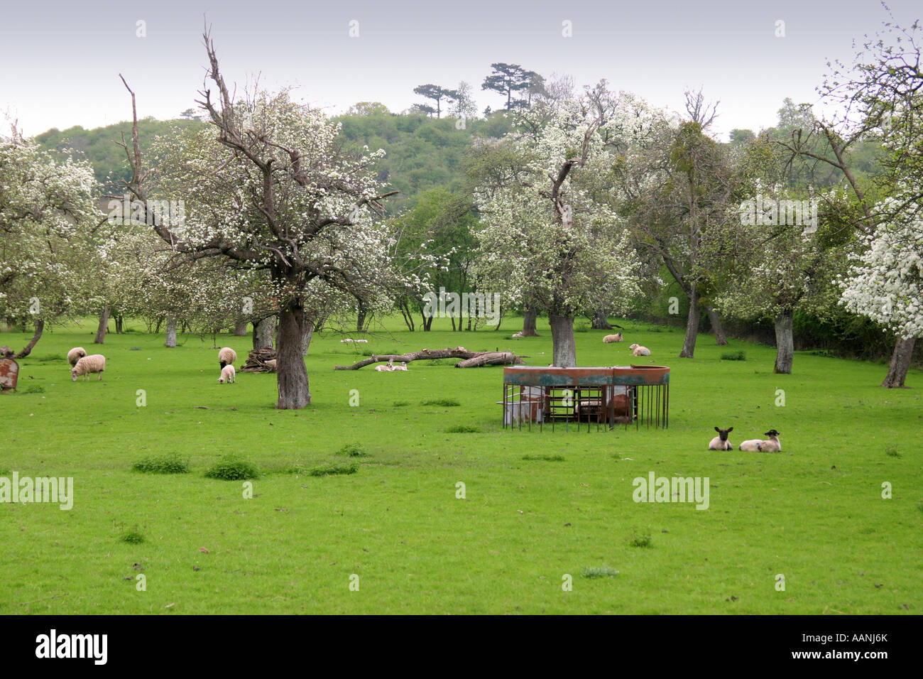 Sheep uk orchard hi-res stock photography and images - Alamy