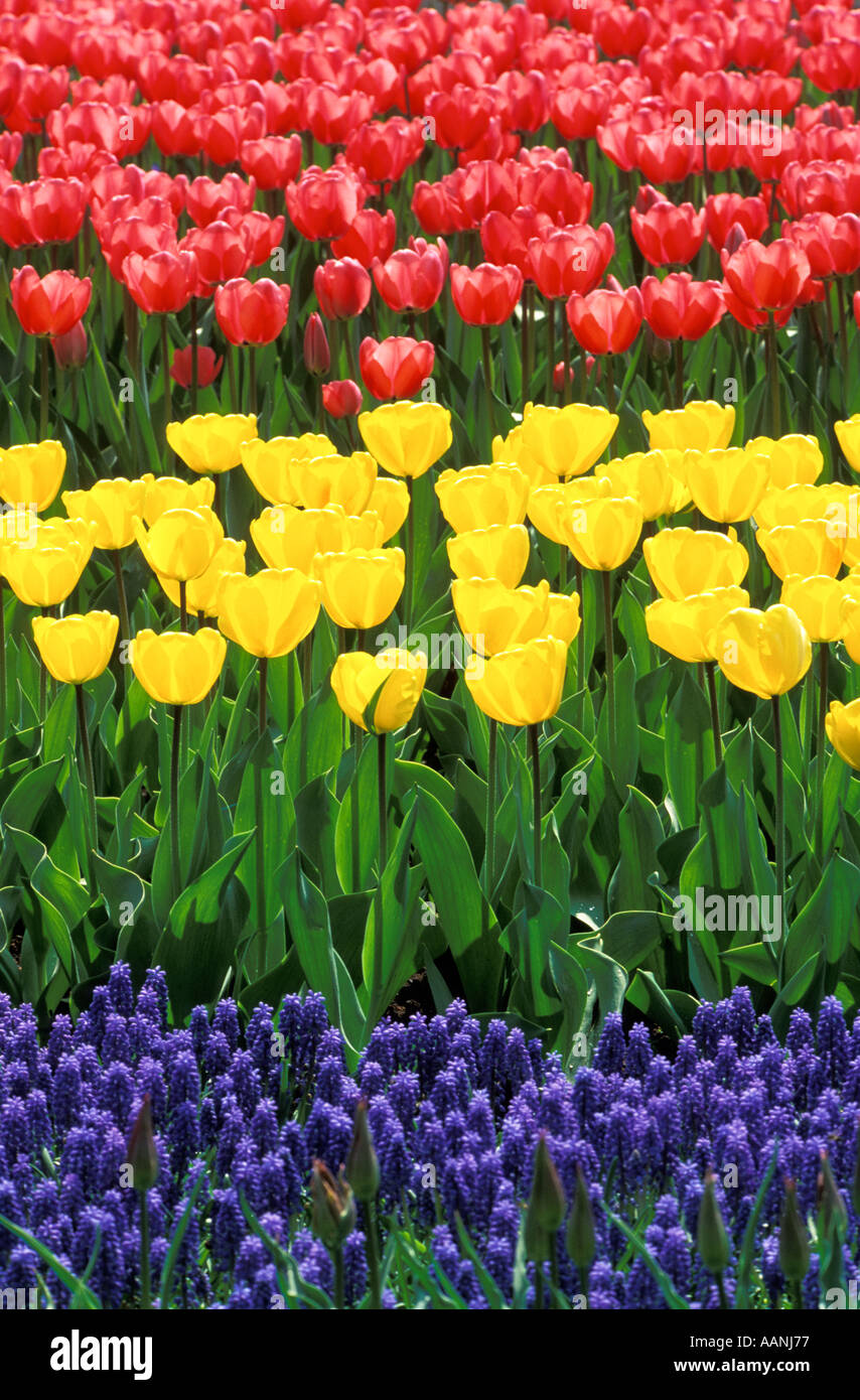 Multi colored tulips hi-res stock photography and images - Alamy