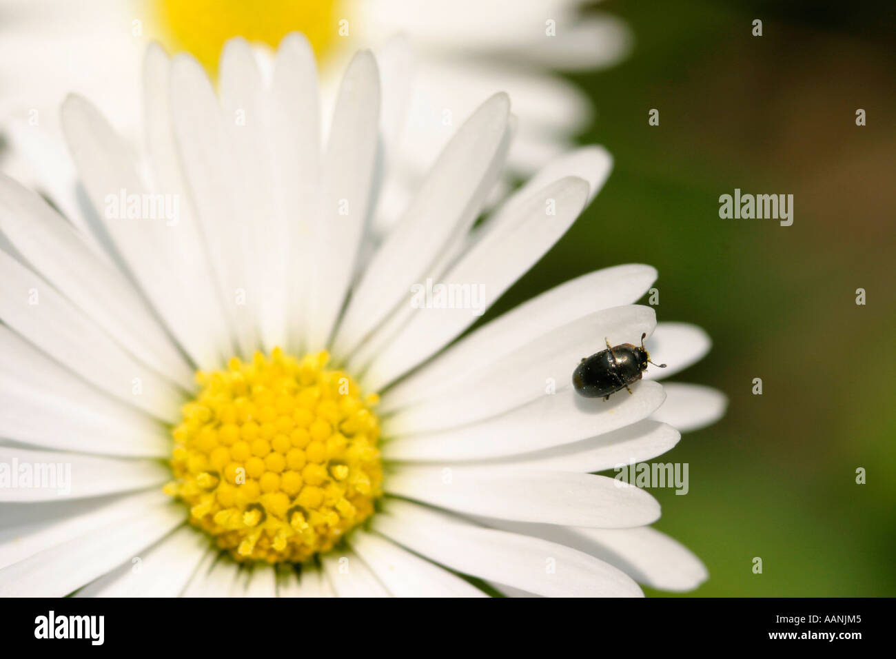Daisy with beetle Stock Photo - Alamy