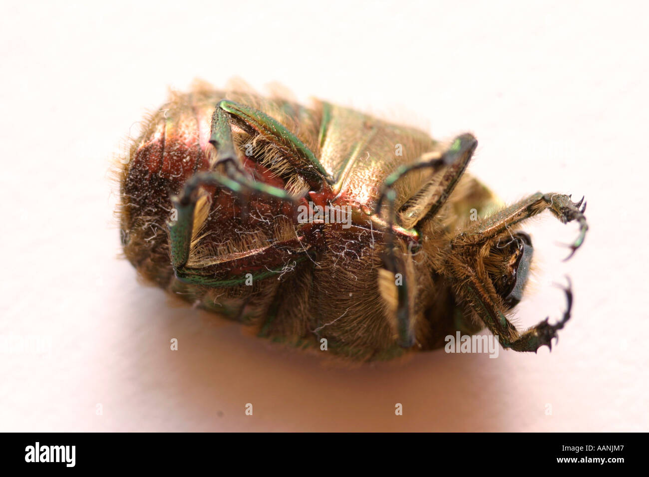 Rose beetles hi-res stock photography and images - Alamy