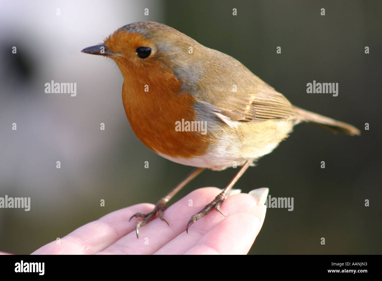 Robin hand feeding hi-res stock photography and images - Alamy