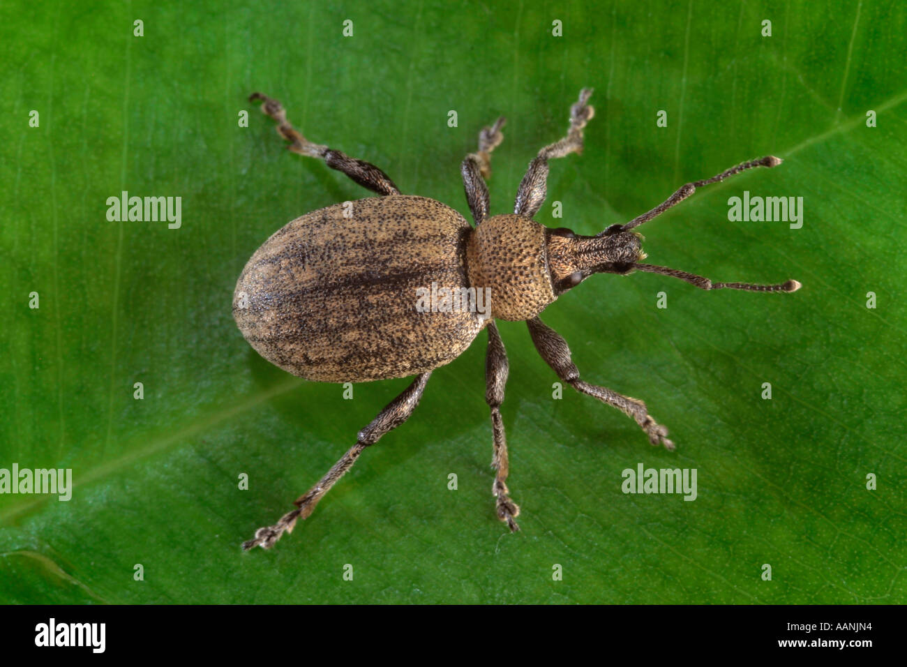 Nut weevil curculio nucum hi-res stock photography and images - Alamy