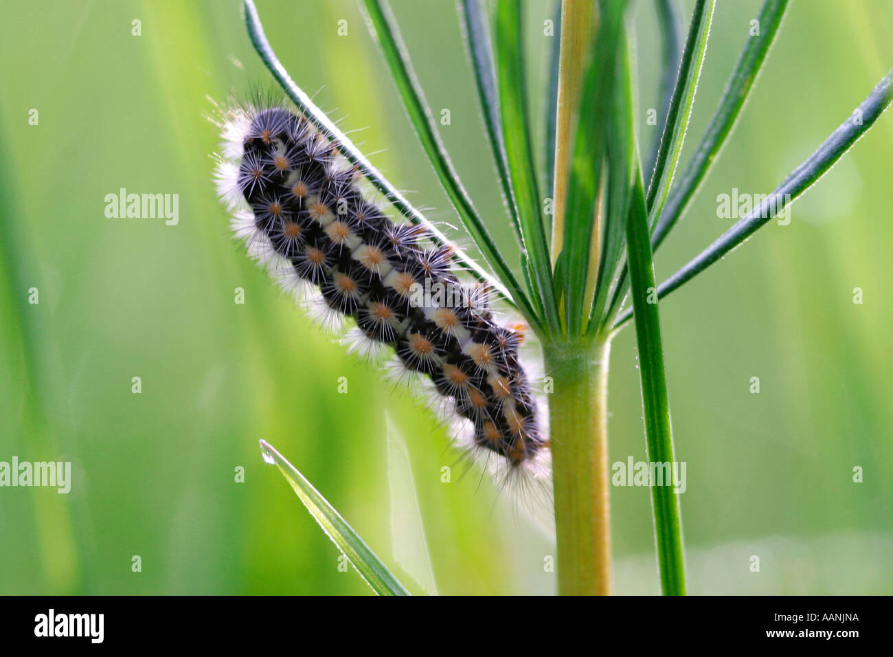 Back lit caterpillar hi-res stock photography and images - Alamy
