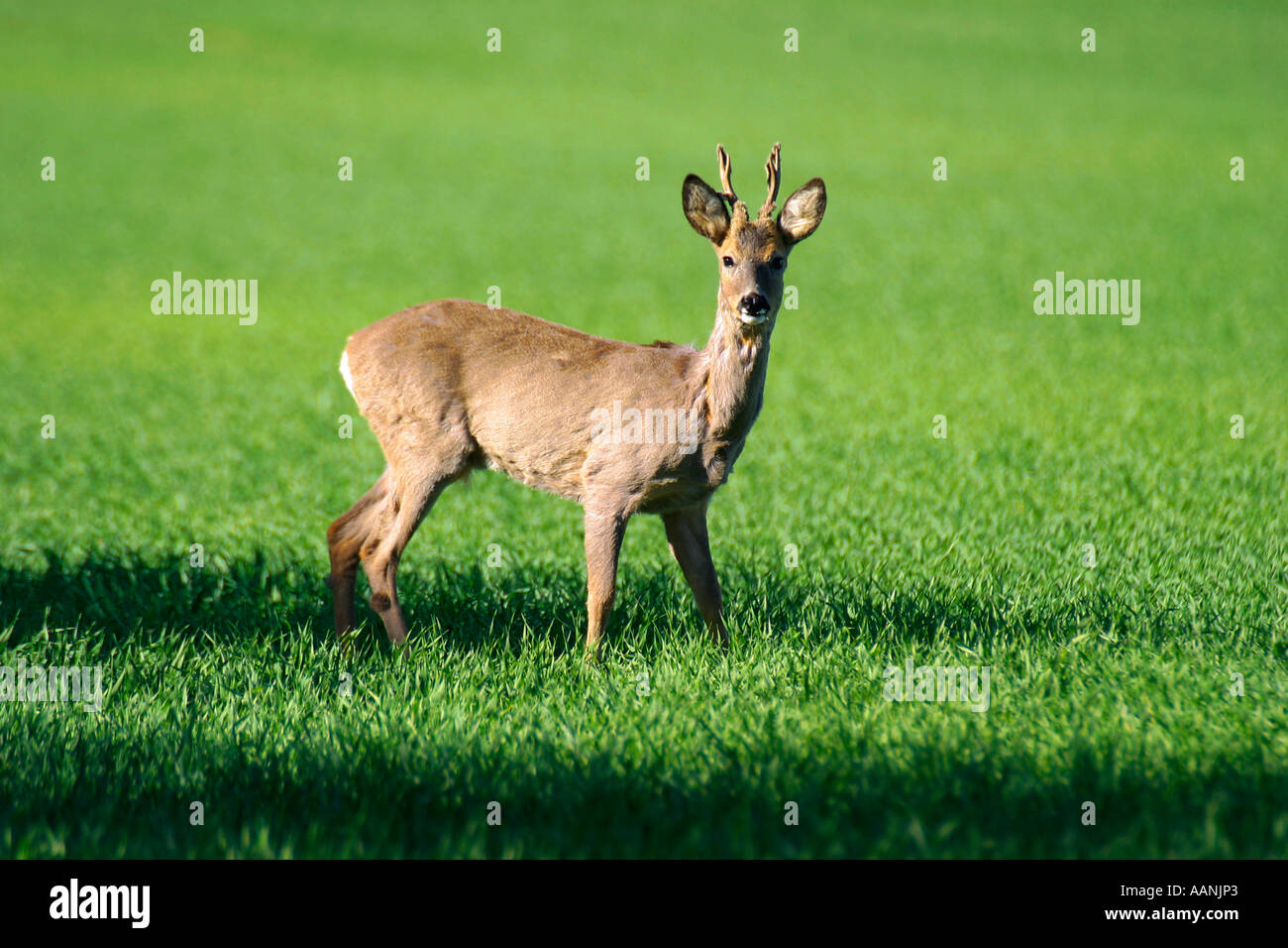 Roe buck on a grain field Stock Photo - Alamy