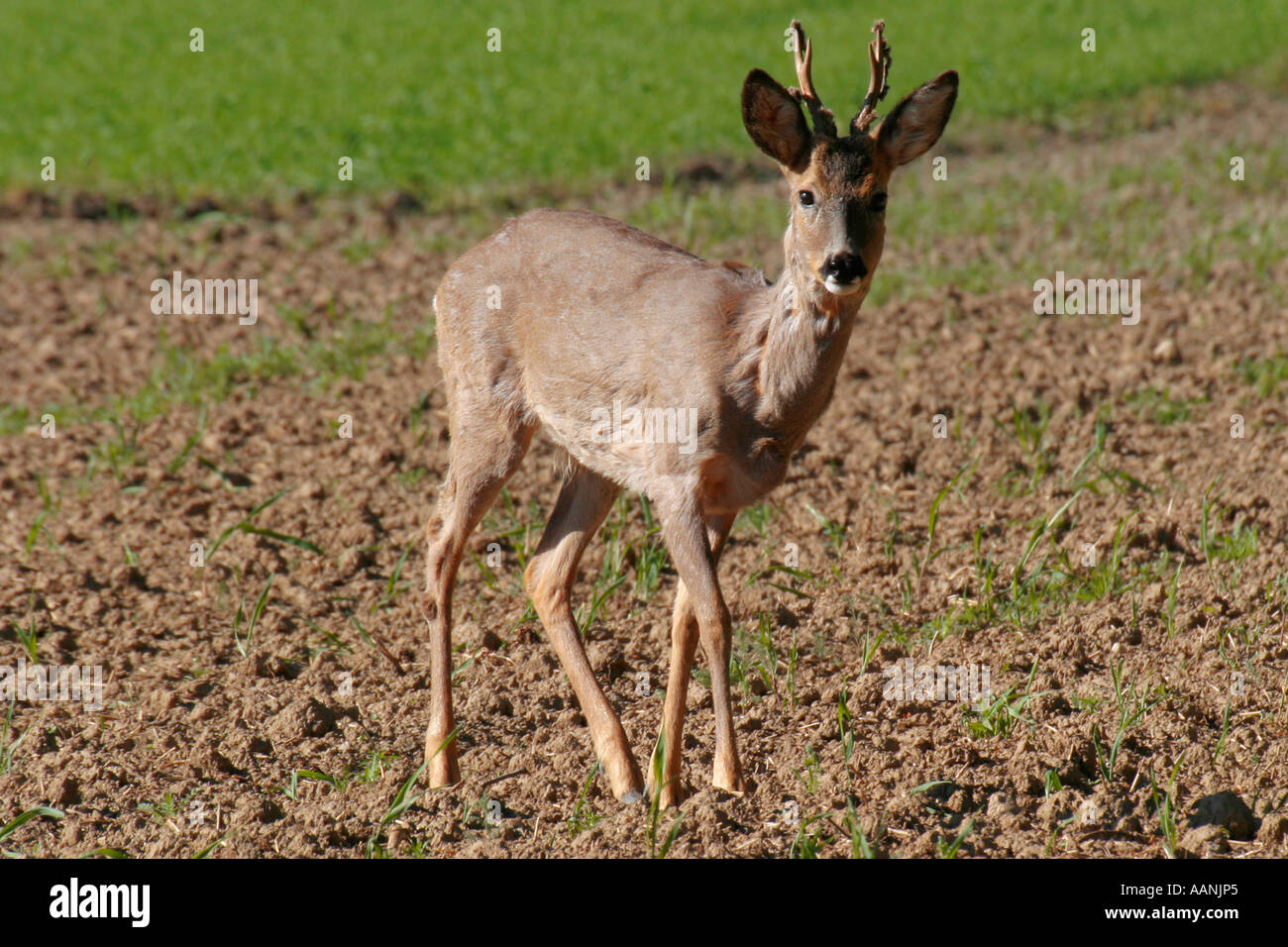 Roe buck on a grain field Stock Photo - Alamy