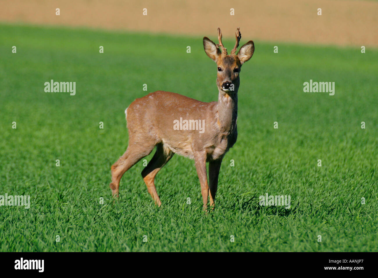 Roe buck hi-res stock photography and images - Alamy