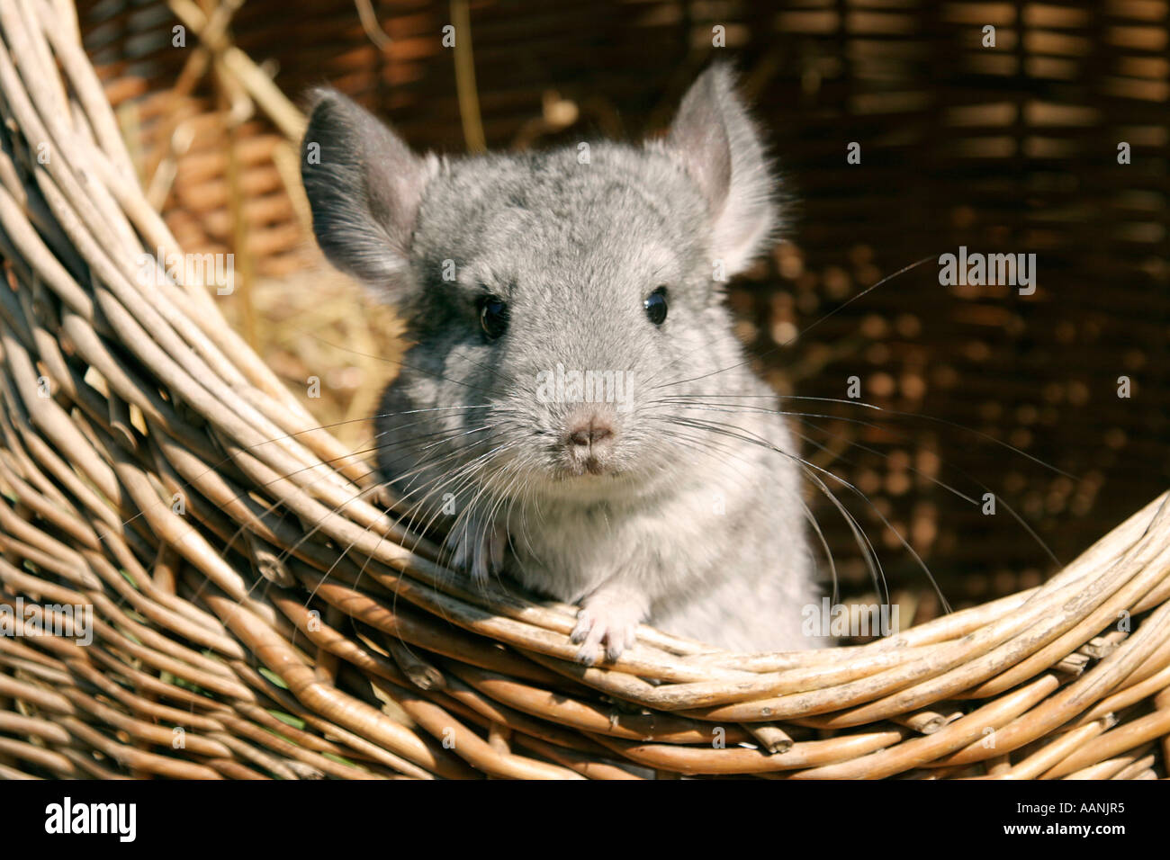 Feeding chinchillas hi-res stock photography and images - Alamy
