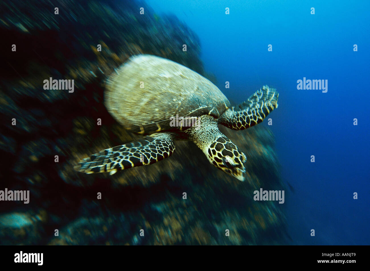 Green-Turtle, Chelonia-mydas, Wolf Island, Galapagos, Ecuador, Pacific ...