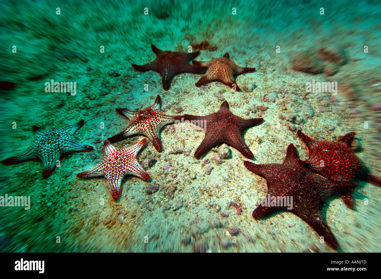 Starfish, Asteroidae, Wolf Island, Galapagos, Ecuador, Pacific Ocean ...