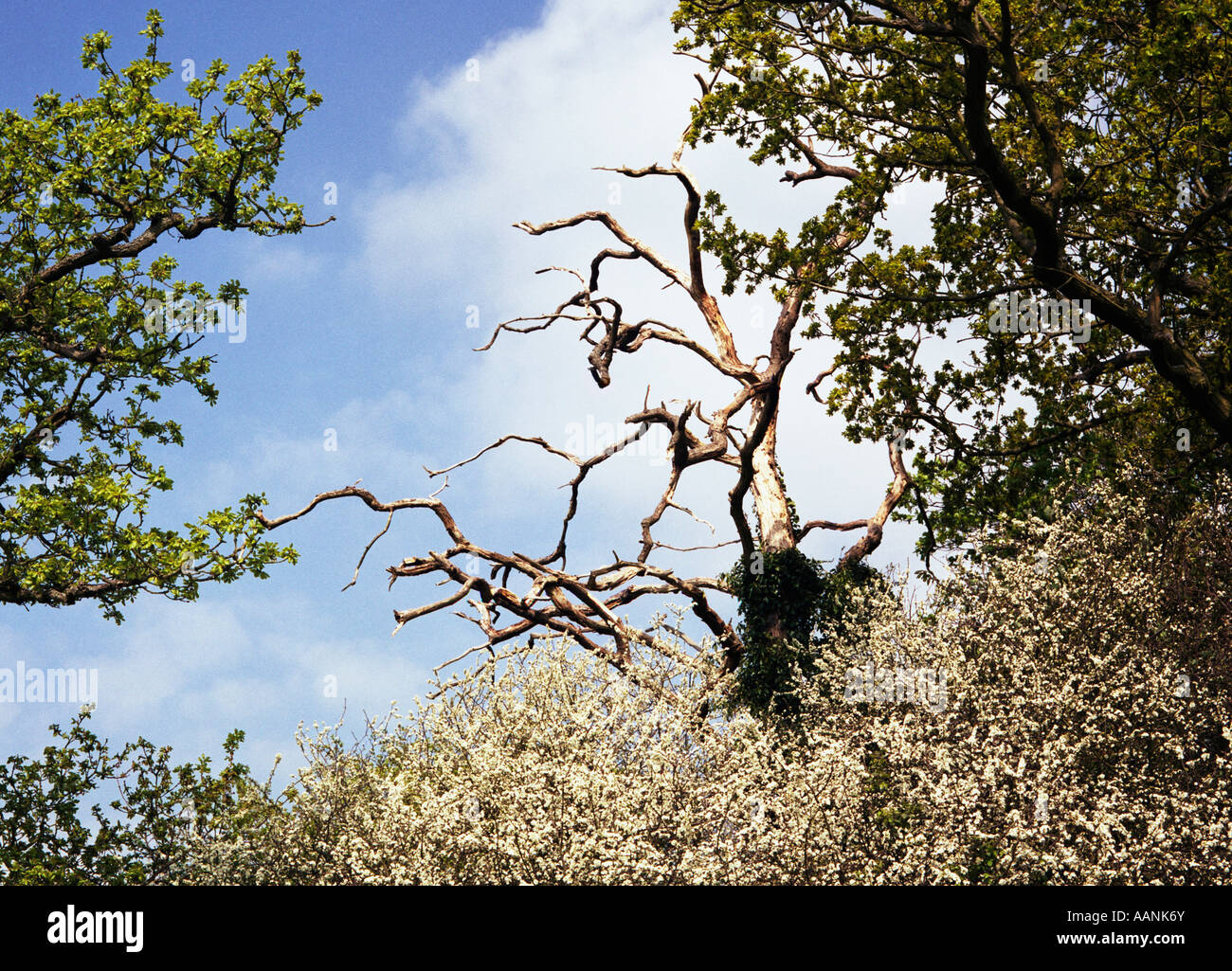 Single dead tree with spring trees near Oxford Stock Photo - Alamy