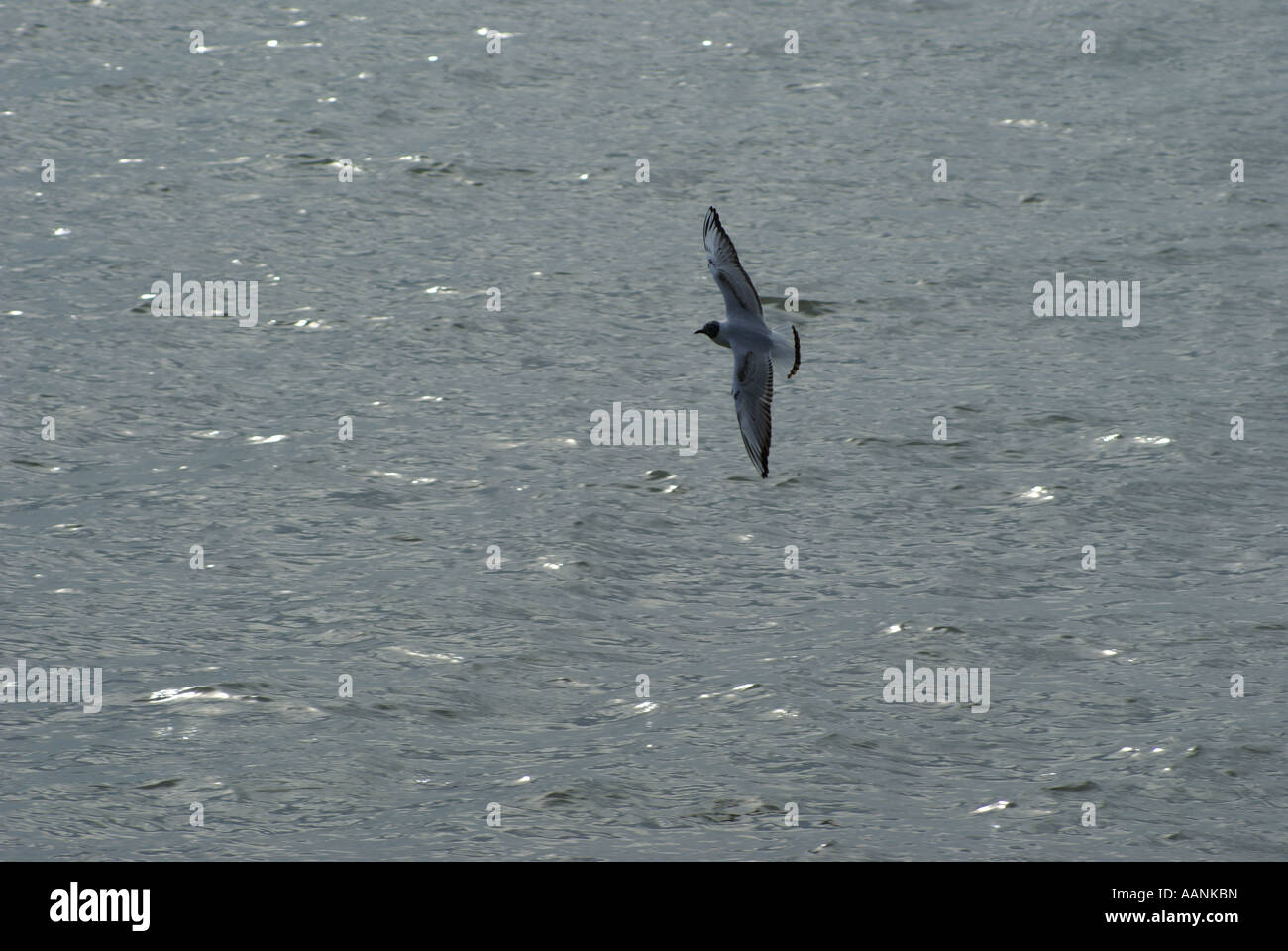 BLACK HEADED SEAGULL Stock Photo - Alamy