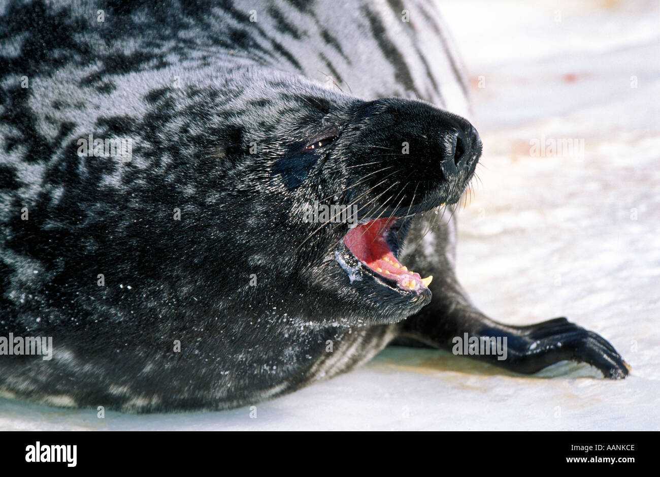 Quebec, Canada, Hooded Blue Back Seal Stock Photo - Alamy
