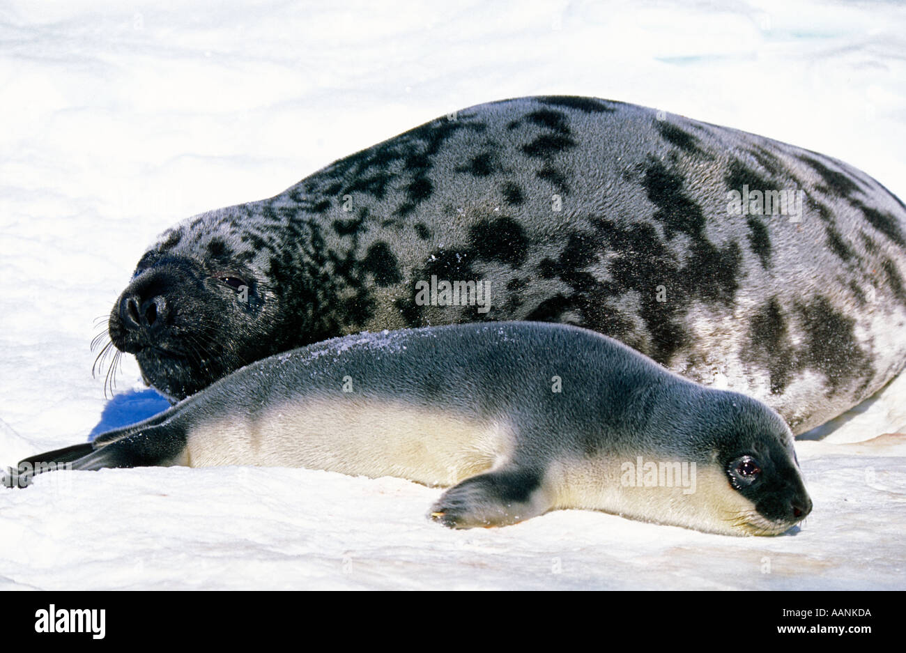 CANDA Quebec Magdalen Islands Gulf of St Lawrence migration of rare ...