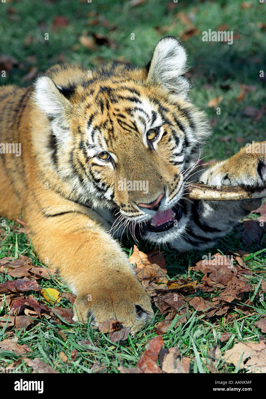 Siberian Tiger cub chewing on tree branch Stock Photo - Alamy