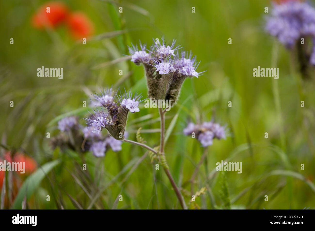 Phacelia tanacetifolia uk hi-res stock photography and images - Alamy