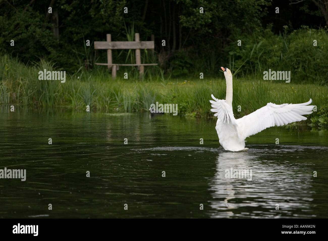 Preen wing hi-res stock photography and images - Alamy
